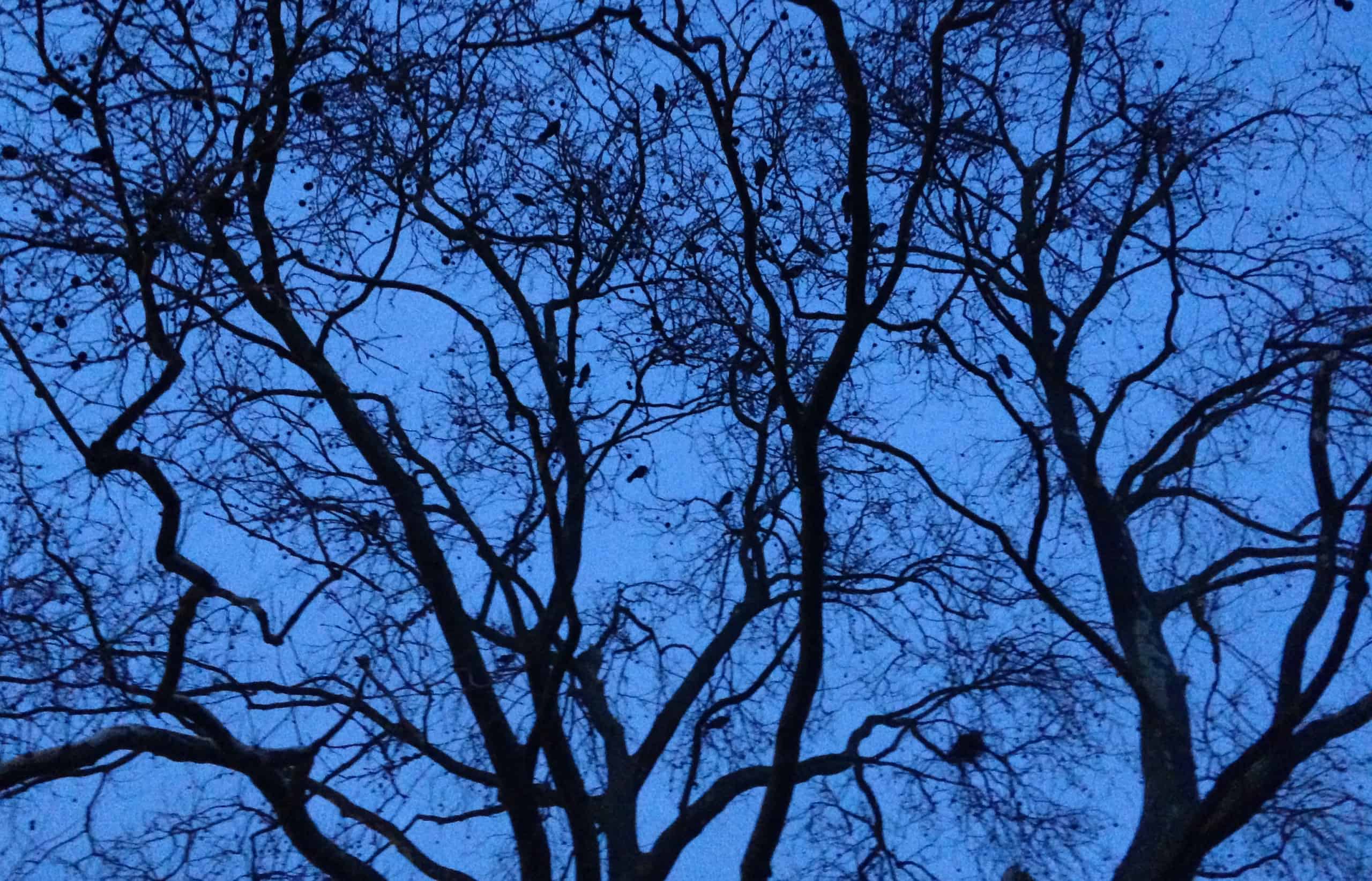 Volcano Group switch off Telsa-Factory | Civil Integrity